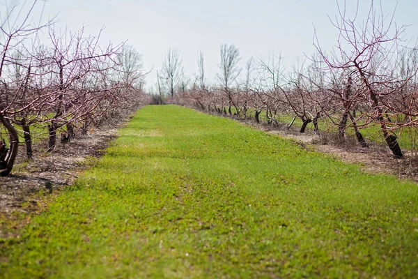 Spring. Orchard trees. Spring trees. Green alley. - Stock Image ...