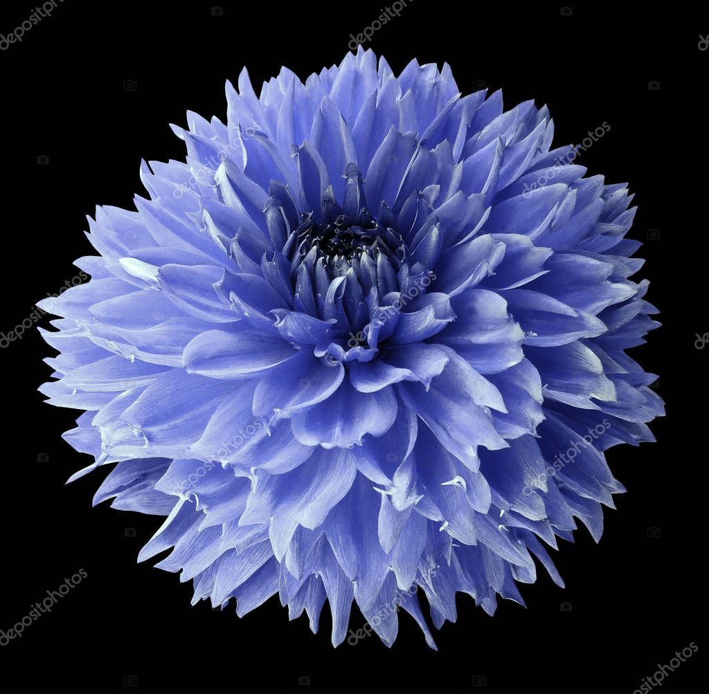 Dalia azul. Flor en el fondo negro aislado con camino de recorte. Para ...