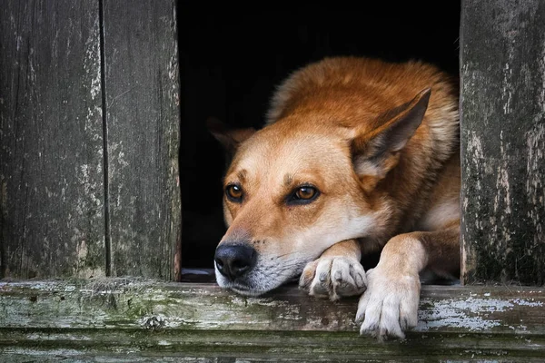 Sad view of an alone brown dog resting in the kennel - an old wooden ...