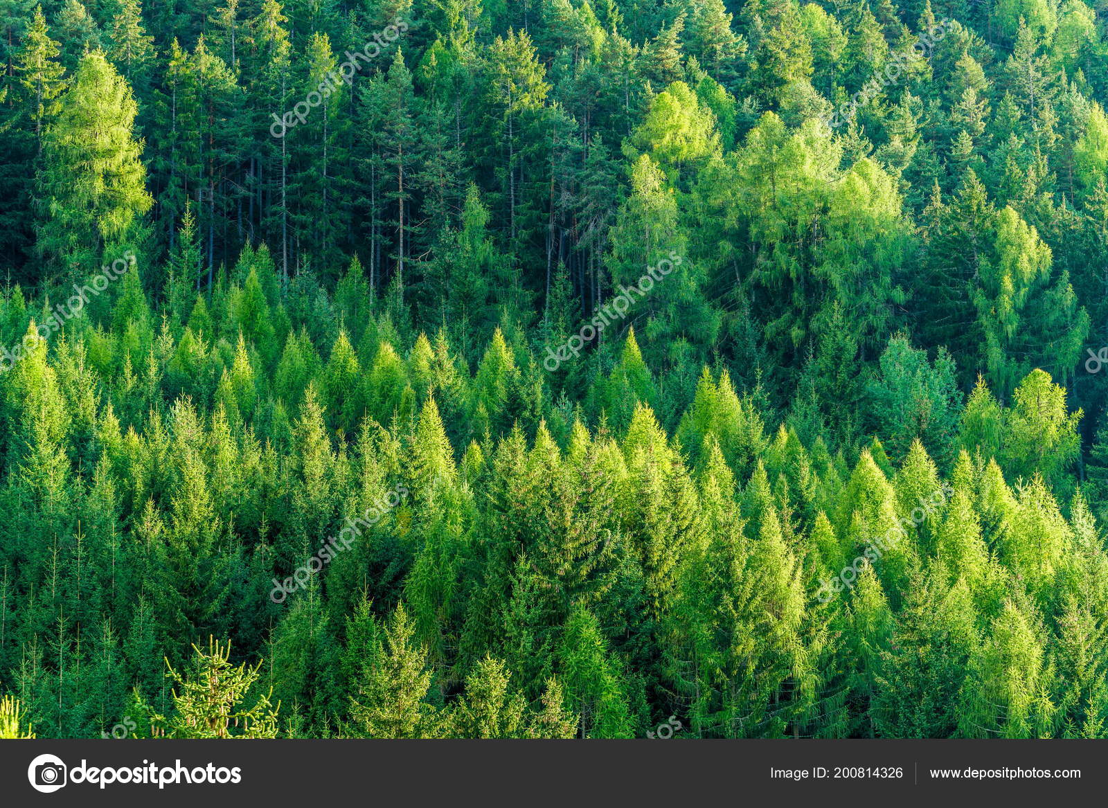 Green Forest Fir Pine Trees Landscape Background Wilderness Nature Area ...