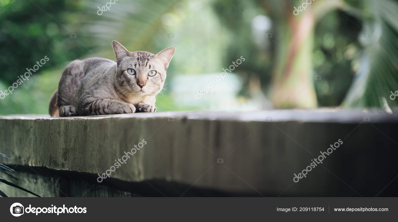 Grey Striped Abyssinian Cats